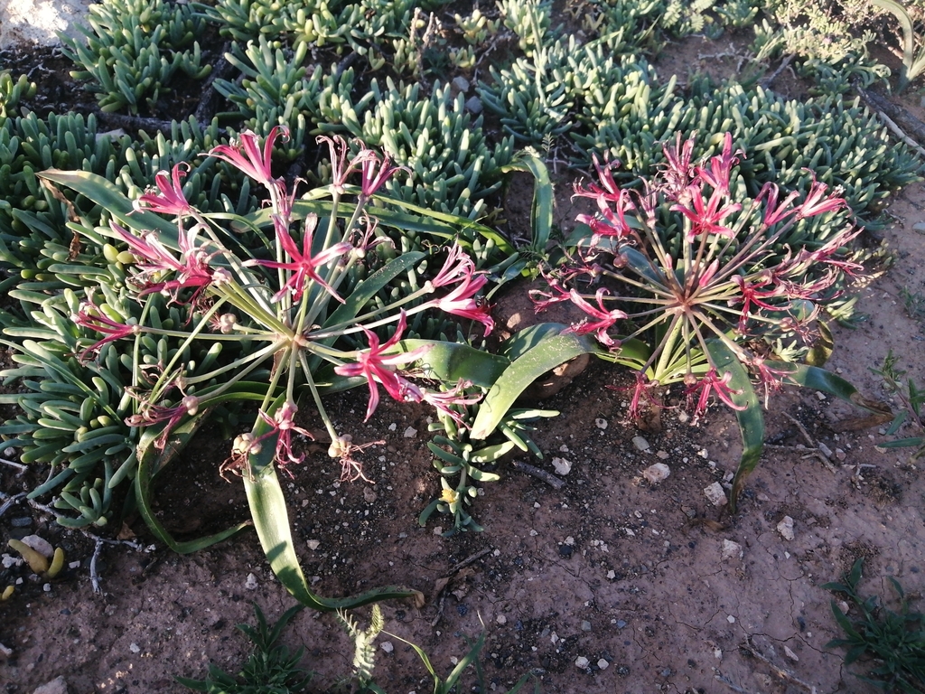 Nerine huttoniae from Cradock, 5880, South Africa on February 12, 2020 ...