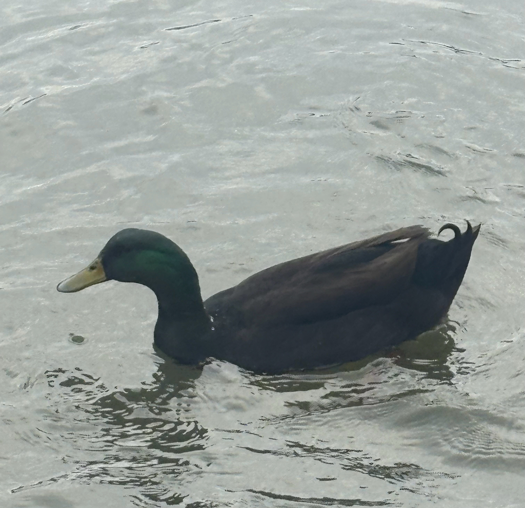 Domestic Mallard from Swan Lake Dr, Richmond, VA, US on February 4 ...