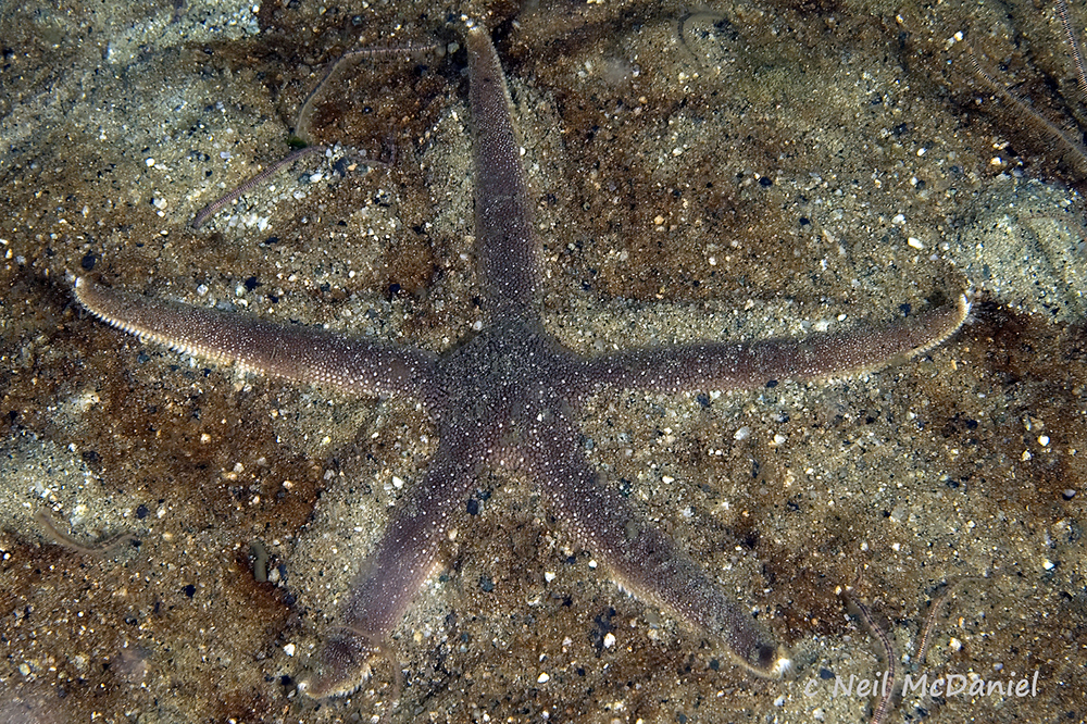 Sand Star from 9 Mile Bay, Sechelt Inlet, BC, Canada on May 18, 2022 at ...