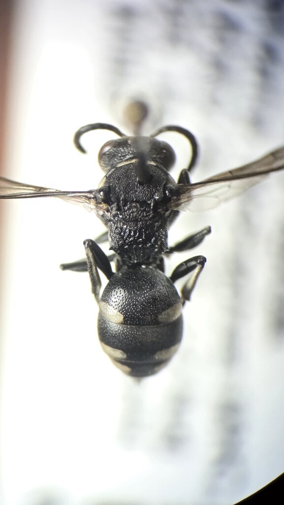 Nysson lateralis from University, Winnipeg, MB, Canada on August 1 ...