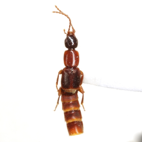 Genus Pseudolathra · iNaturalist