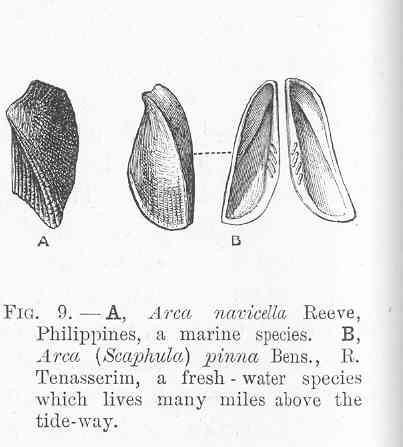 Scaphula pinna · iNaturalist