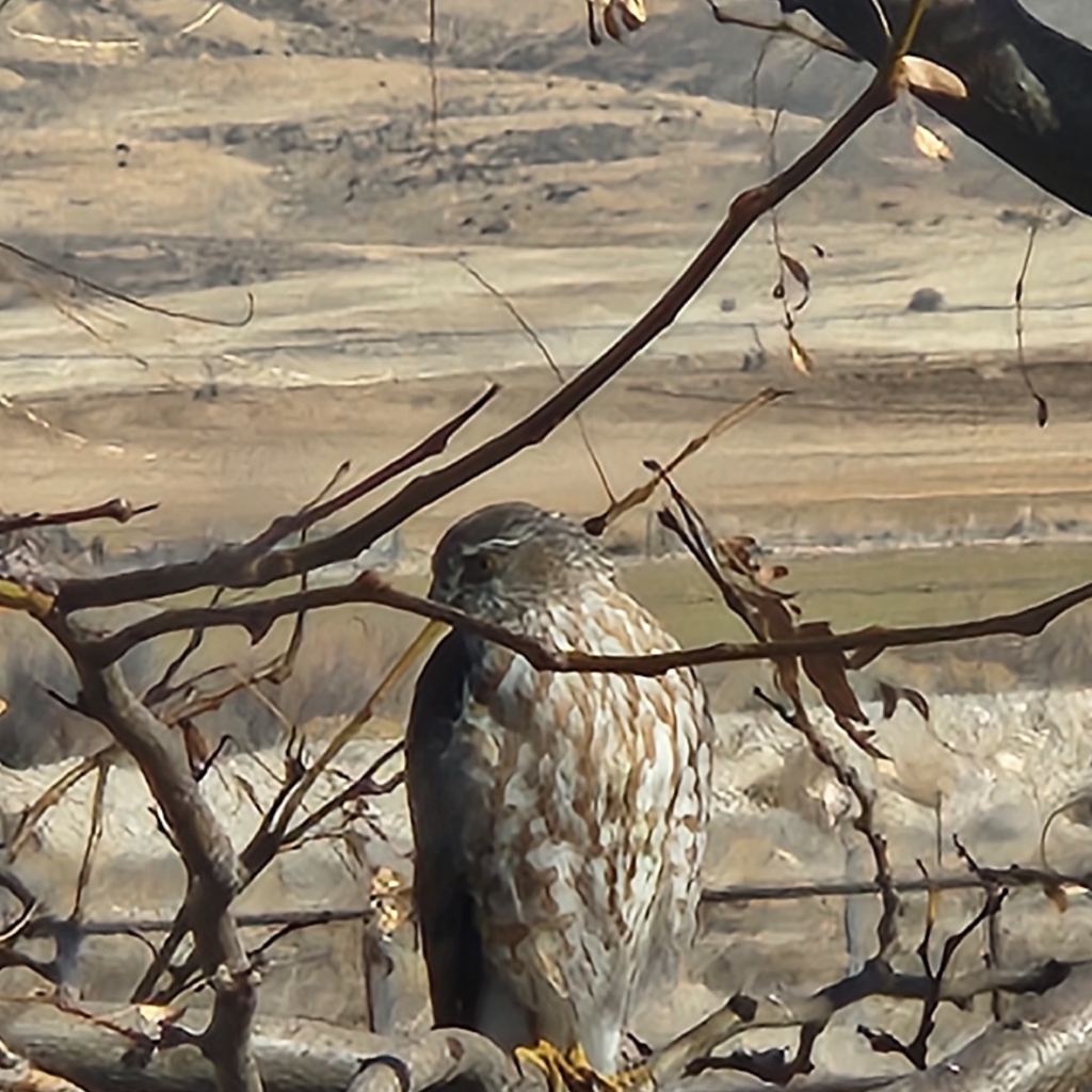 Sharp-shinned Hawk from Gunnison, UT, USA on February 4, 2026 at 02:04 ...