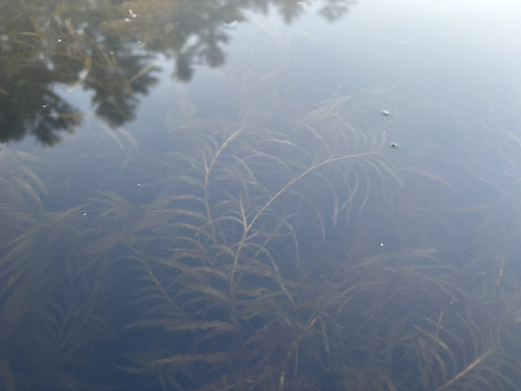 robbins' pondweed from Blue Hill, ME, USA on September 04, 2025 at 06: ...