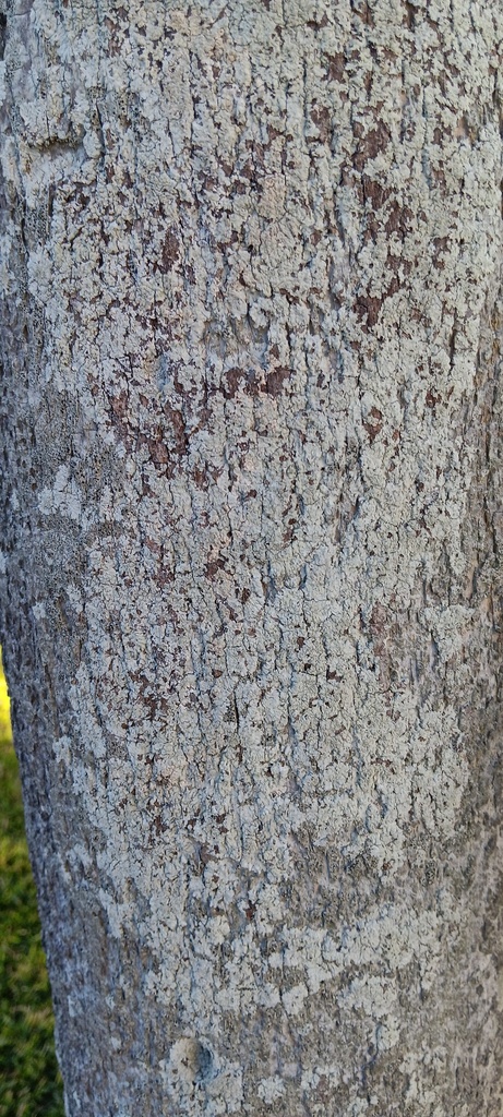 Fungi Including Lichens from Tampa Florida, plant park on February 4 ...