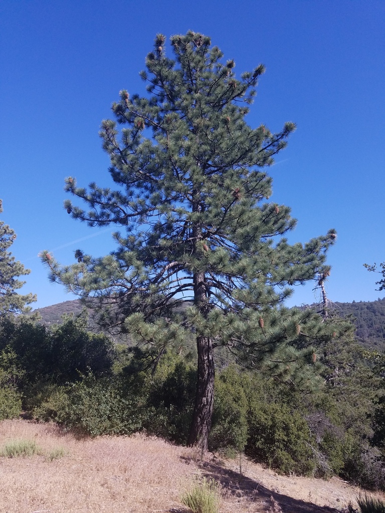 Coulter pine from Riverside County, CA, USA on June 4, 2017 at 04:40 PM ...