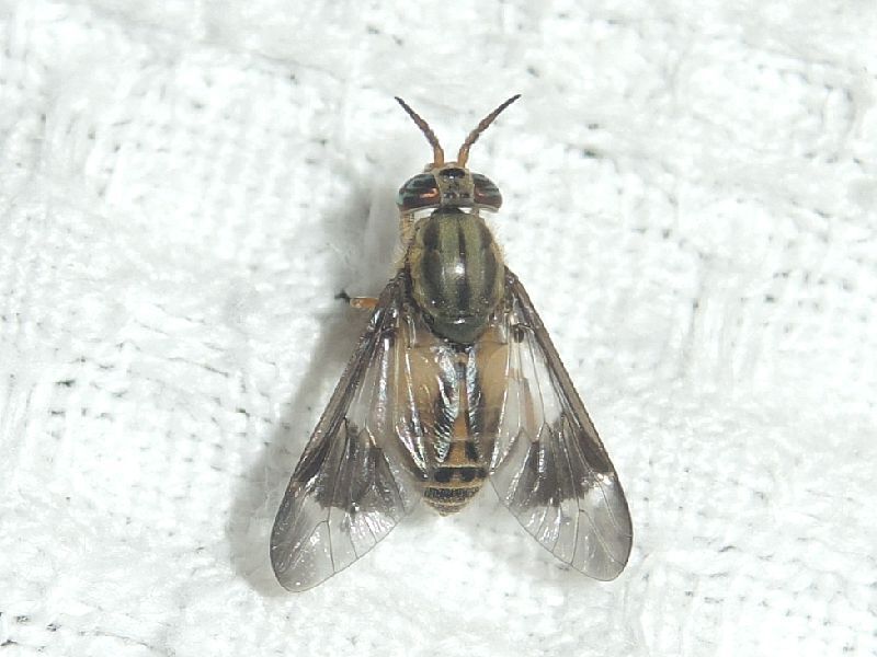 Mountain Deer Fly from Teatown - Cliffdale Farm, NY 10520, USA on July ...