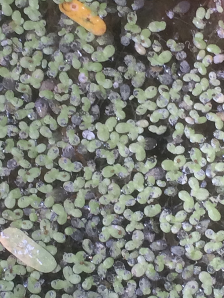 lesser duckweed from Curaçao, CW on February 12, 2020 at 02:14 PM by ...