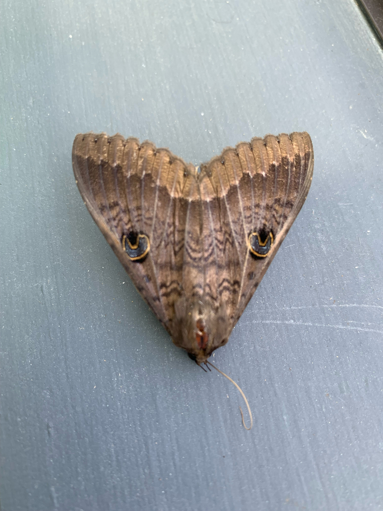 Northern Wattle Moth from Eveline St, Mangawhai, Northland, NZ on ...