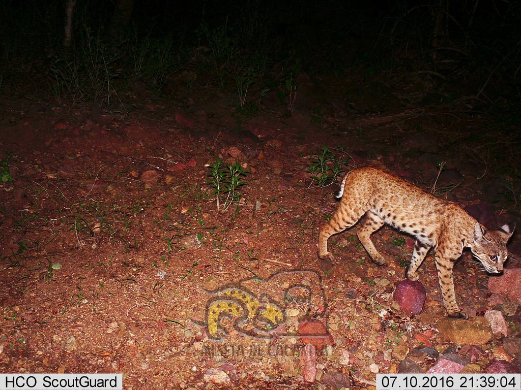 Mexican Bobcat (Lynx rufus escuinapae) - Know Your Mammals