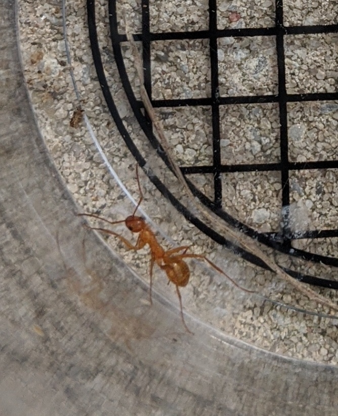 Variable Field Ant from Wisacky, SC 29010, USA on February 12, 2020 at ...