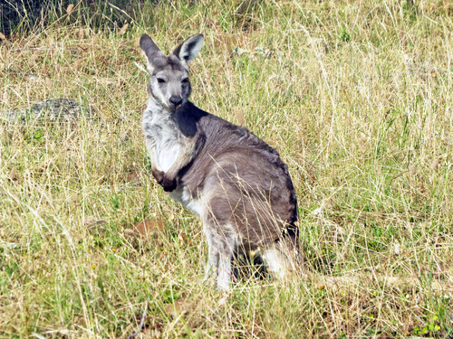 Common Wallaroo ([Brisbane] Kangeroos & Wallabies) · iNaturalist