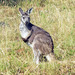 Common Wallaroo (Osphranter robustus) · iNaturalist