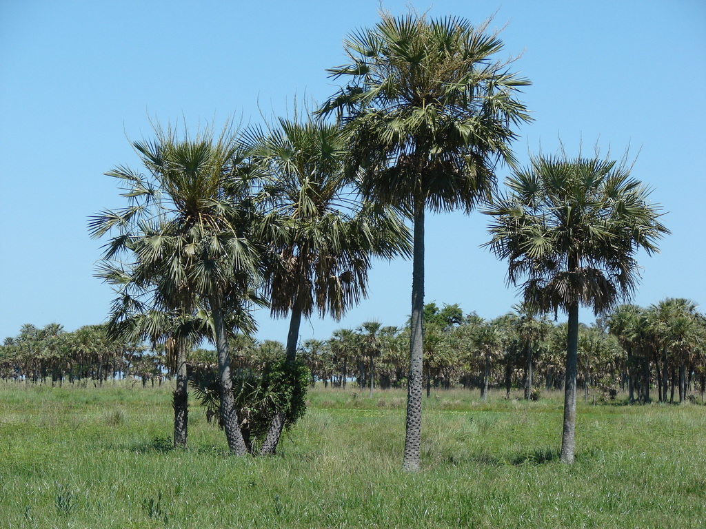 Caranday Palm (Copernicia alba) - Botanical Realm