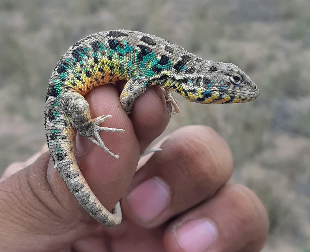 Nazca Tree Iguana (Liolaemus nazca) - Snakes and Lizards