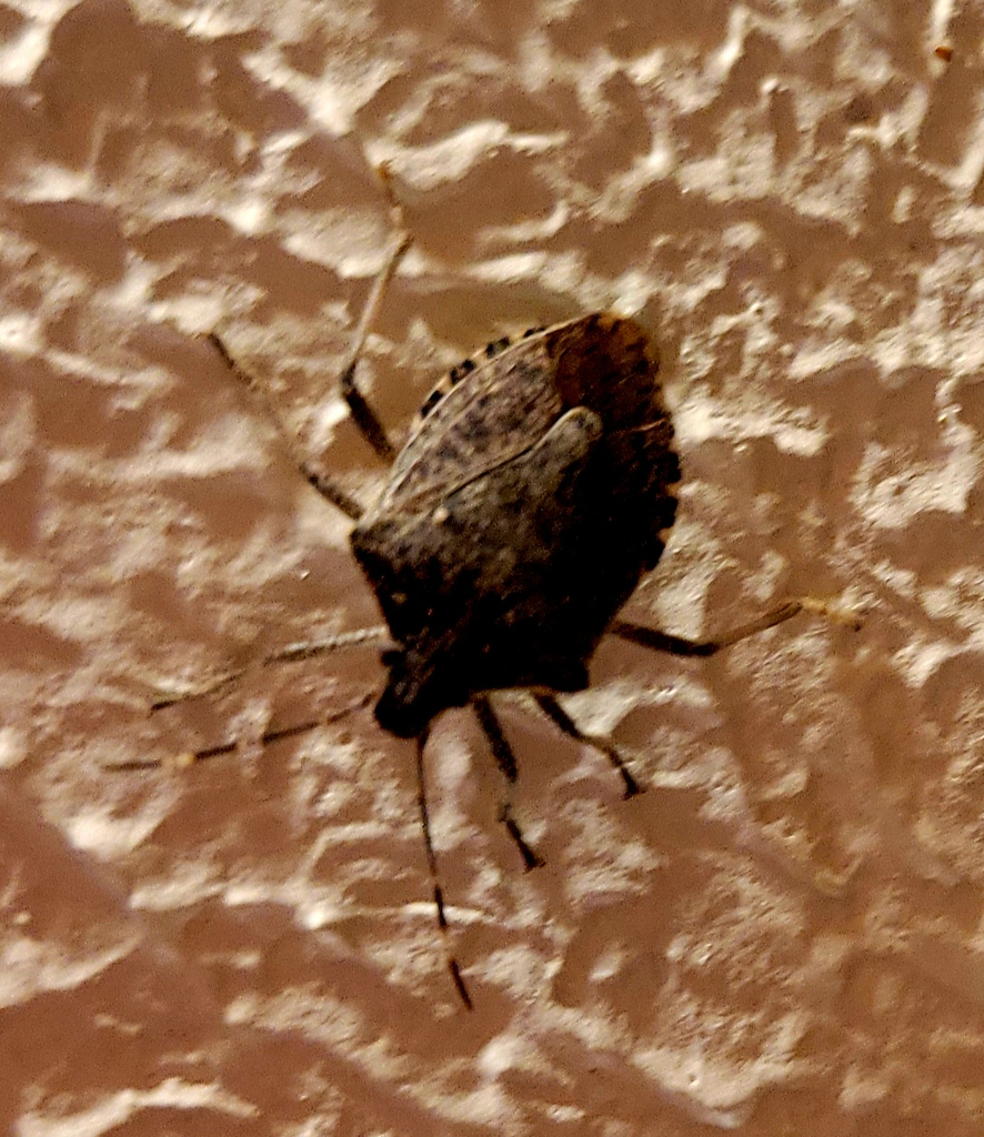 Brown Marmorated Stink Bug from Country Homes, WA, USA on January 30 ...