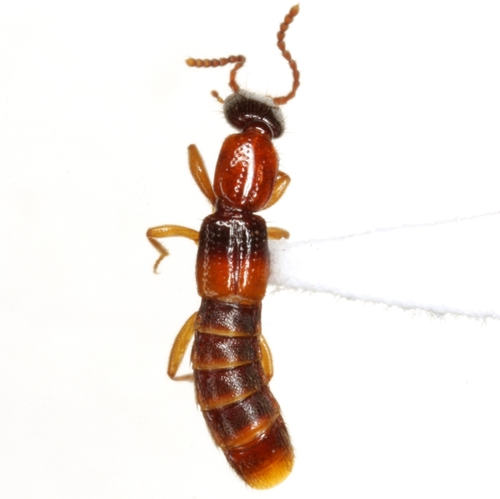 Lobrathium dimidiatum · iNaturalist