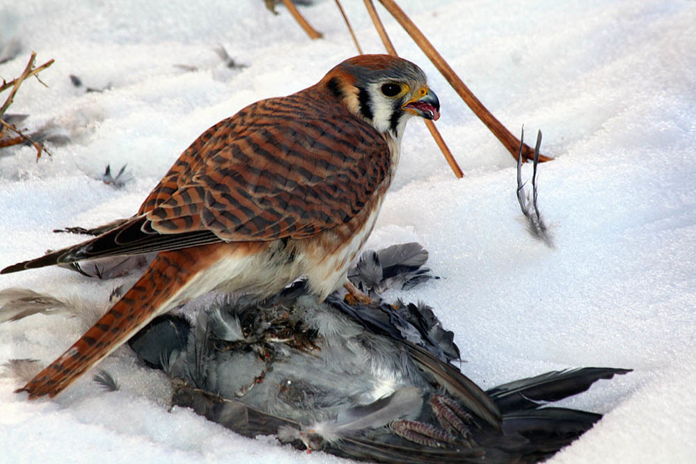 American Kestrel from Boulder, Colorado USA on January 02, 2007 by Dave ...