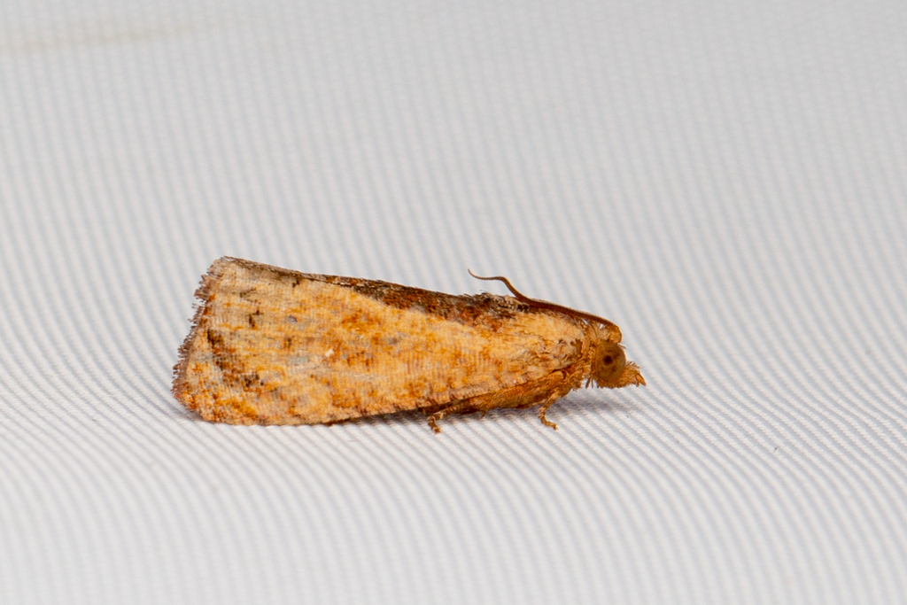 Cryptophlebia from Sinharaja Forest Edge, Deniyaya, Sri Lanka on ...