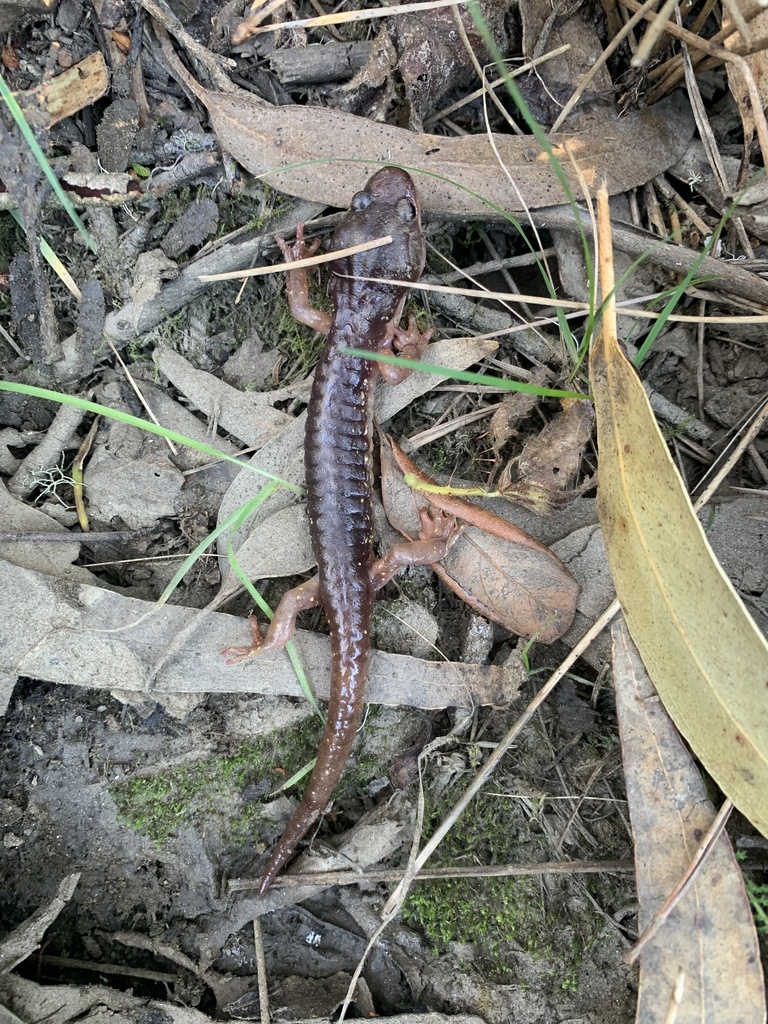 Arboreal Salamander from Rancho Corral de Tierra, Half Moon Bay, CA, US ...