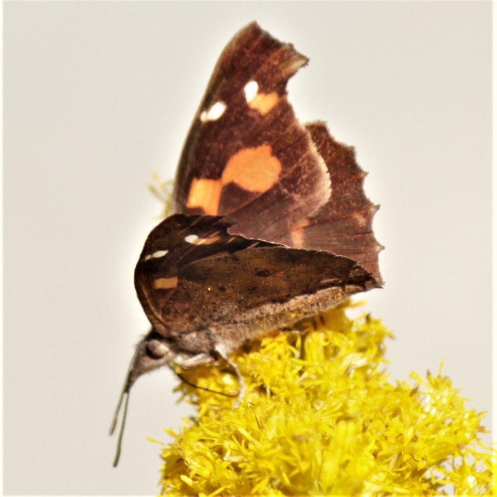 Libythea lepita celtoides from Takayacho Kinehara, Higashihiroshima ...