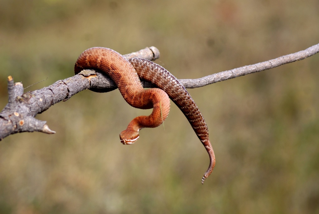 Crotalus willardi meridionalis (Vertebrados de La Michilía) · iNaturalist