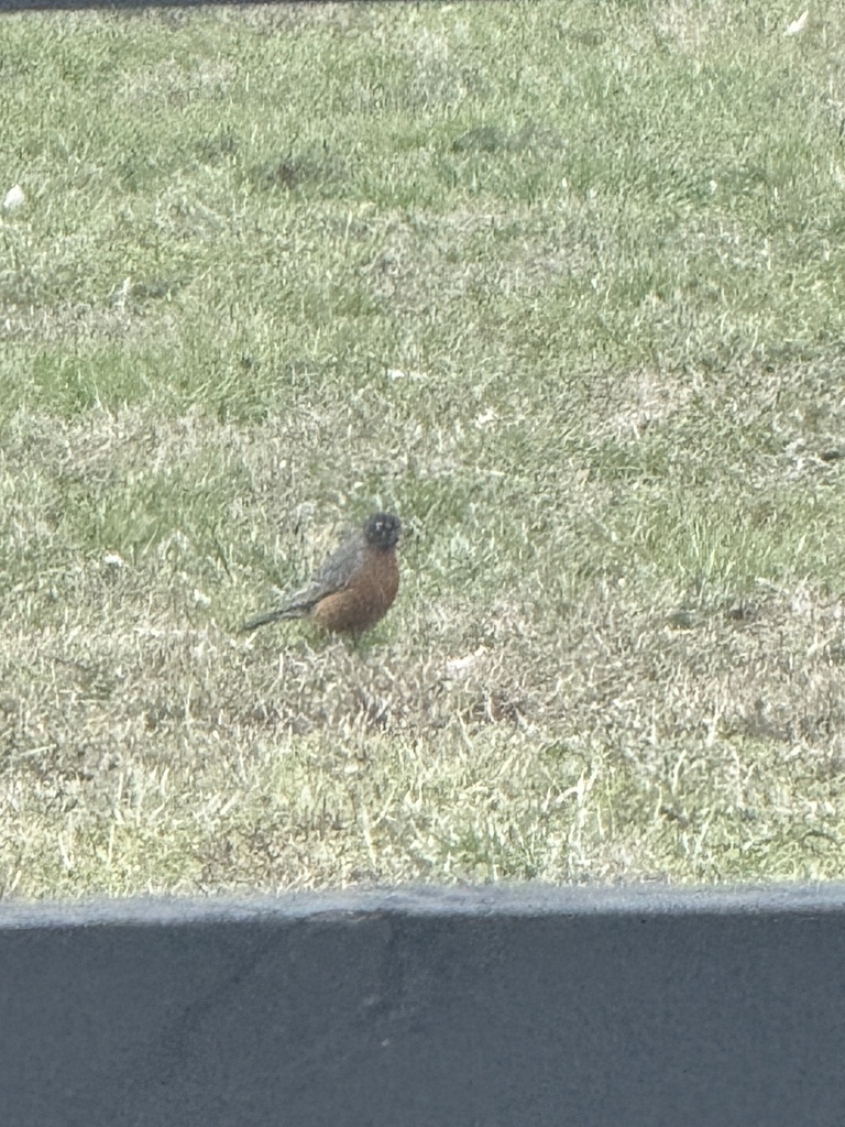 American Robin from 17th St NE, Atlanta, GA, US on February 4, 2026 at ...
