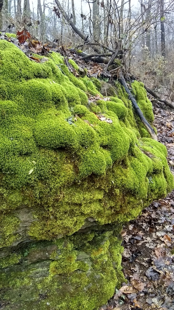 seductive entodon moss from Bellevue, TN 37221, USA on February 12 ...