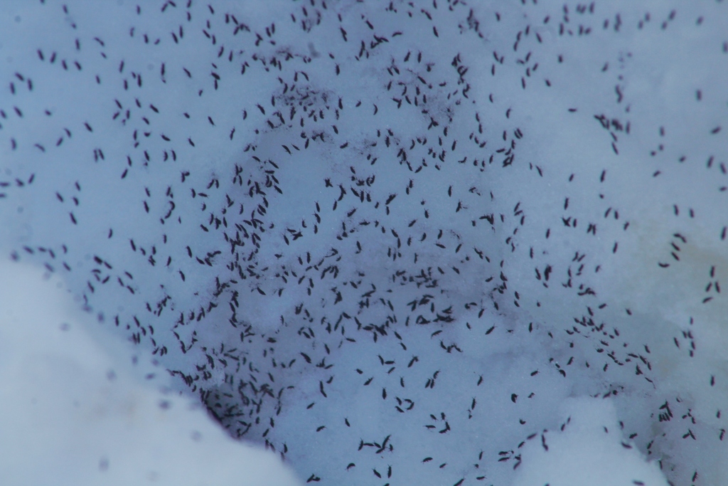 Snow Flea from Lanark County, ON, Canada on February 12, 2020 at 03:51 ...