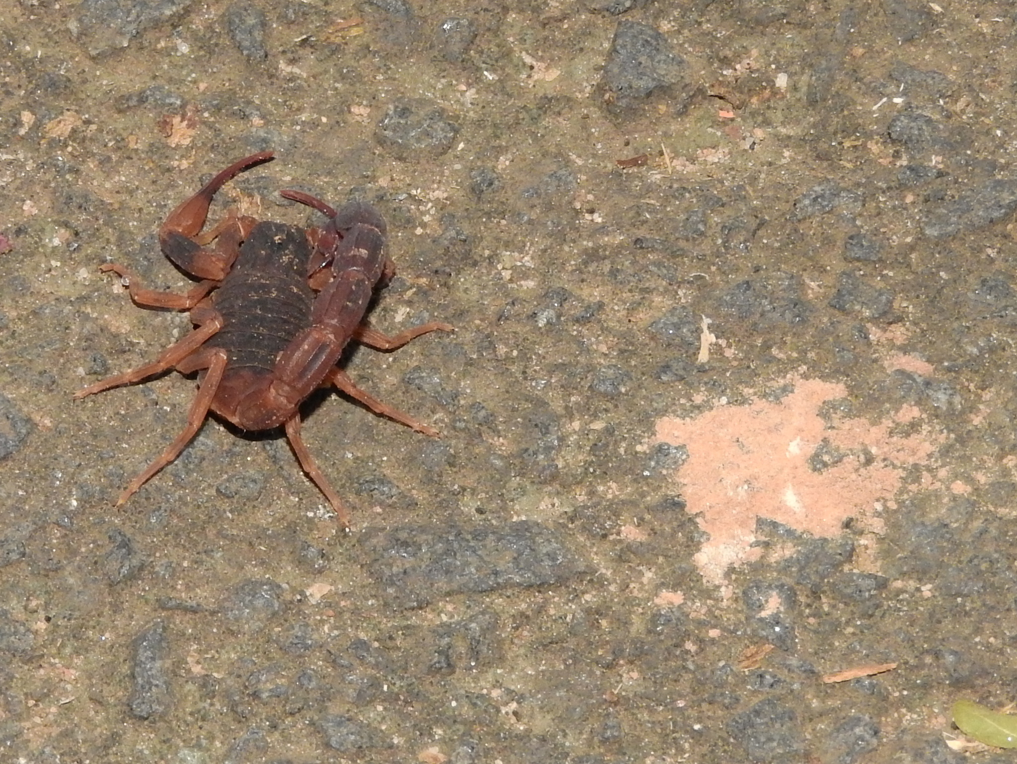 Tityus bahiensis (Perty, 1833)