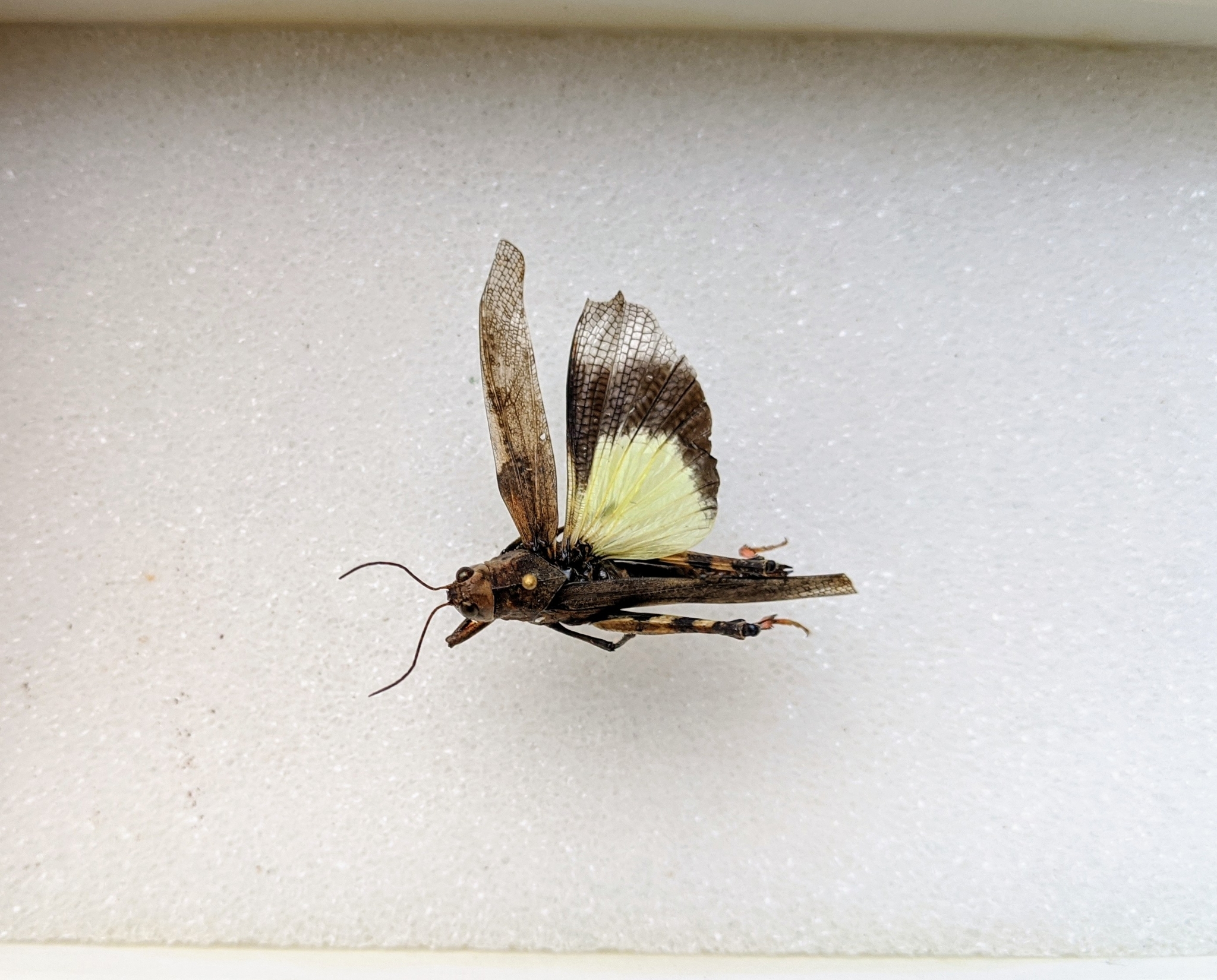 Spharagemon saxatile Morse, 1894