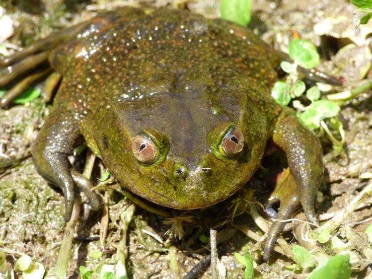 Helmeted Water Toad in October 2016 by mmora · iNaturalist