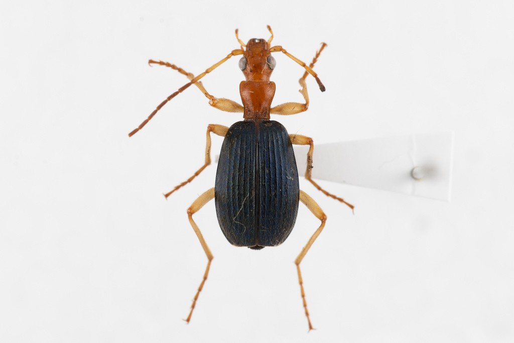 Brachinus stenoderus from 日本、〒068-0756 北海道夕張市滝ノ上 on July 6, 2025 by ...