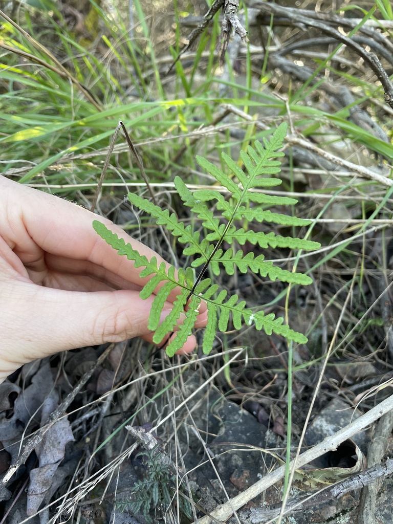 Sticky goldback fern from Duncan Ct, San Marcos, CA, US on February 4 ...
