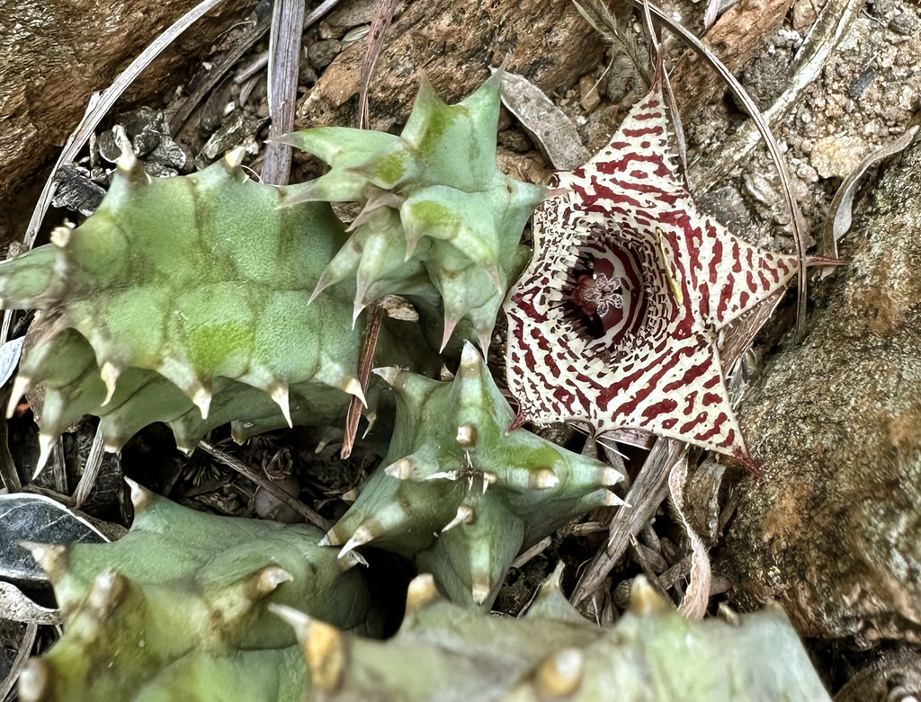 Huernia stapelioides from Dalmada veld on January 29, 2026 at 12:41 PM ...