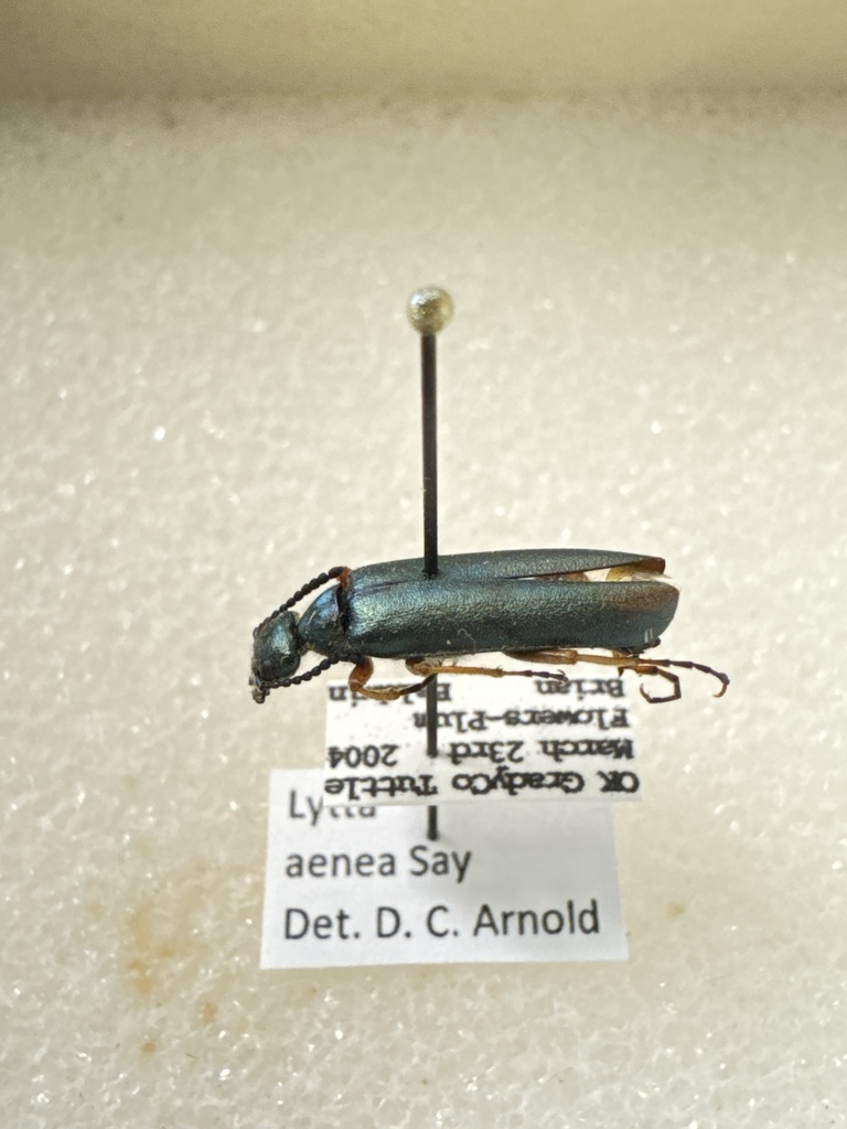 Brassy Blister Beetle from E SH-37, Tuttle, OK, US on March 23, 2004 at ...