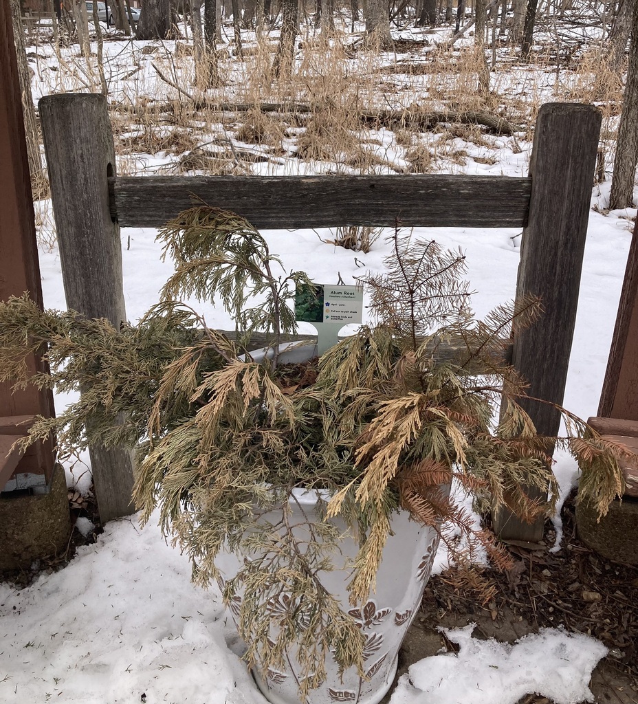 alumroots from Powder Valley Conservation Nature Center, 11715 Cragwold ...