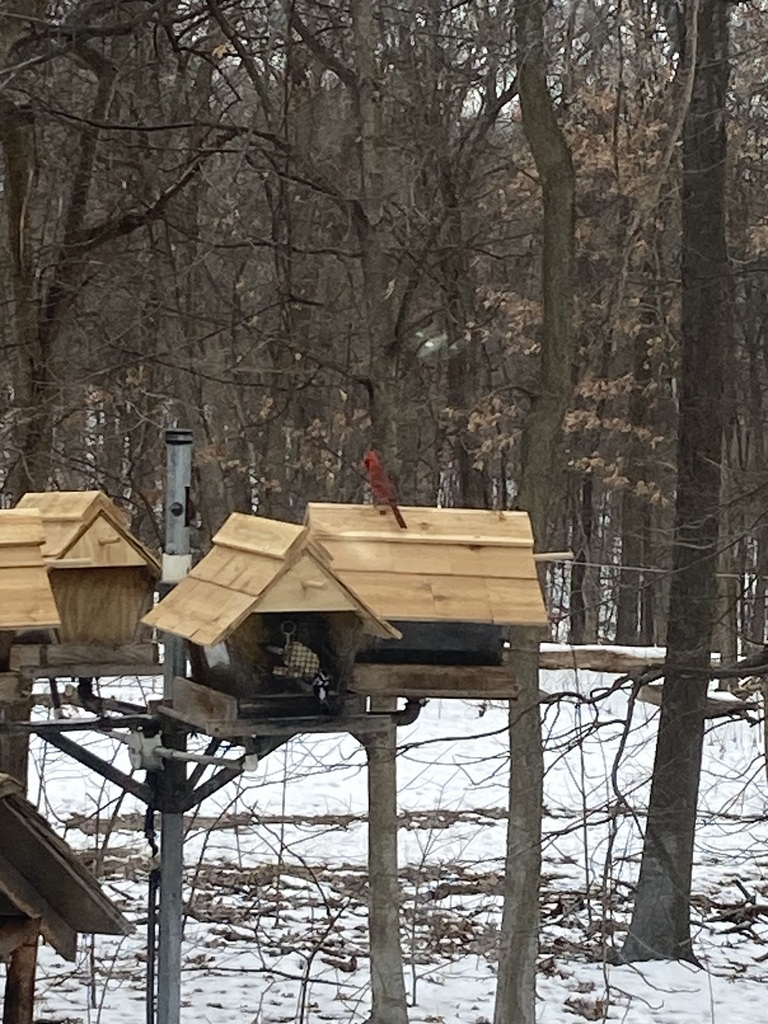 Northern Cardinal from Powder Valley Conservation Nature Center, 11715 ...