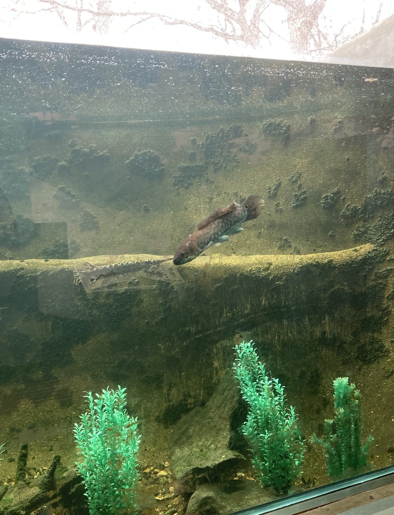 Eyetail Bowfin from Powder Valley Conservation Nature Center, 11715 ...
