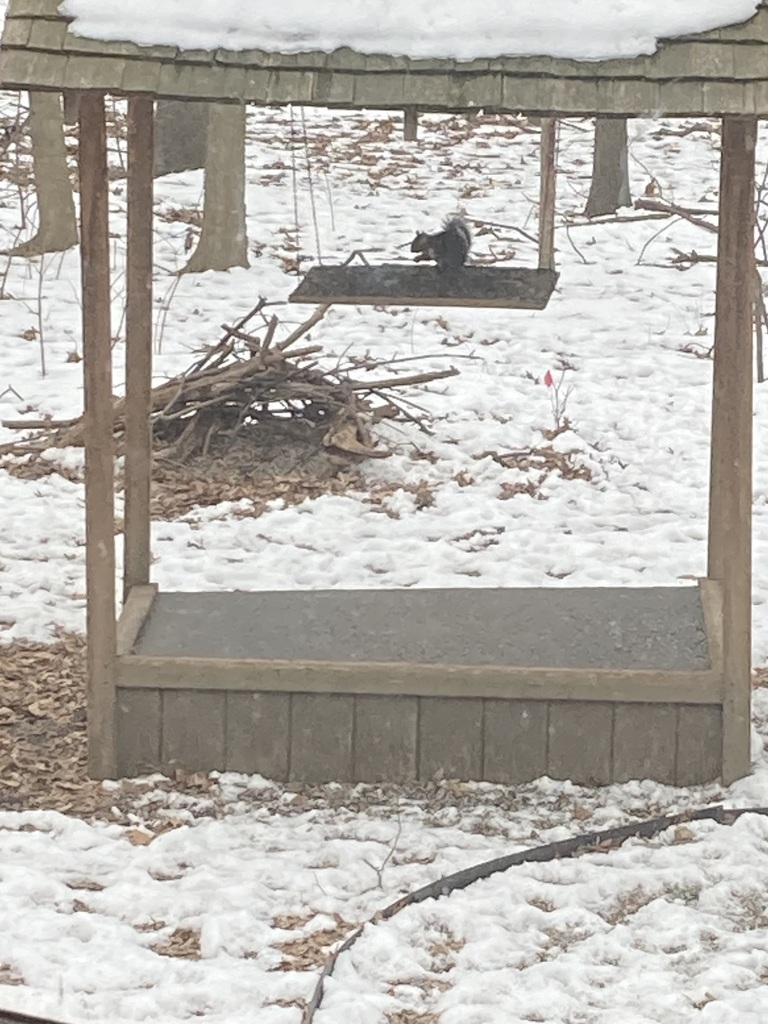 Eastern Gray Squirrel from Powder Valley Conservation Nature Center ...