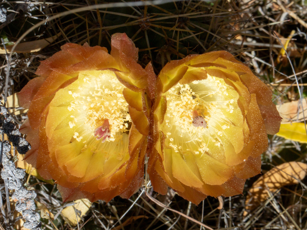 Austrocactus coxii from Neuquén, AR on December 4, 2025 at 03:26 PM by ...