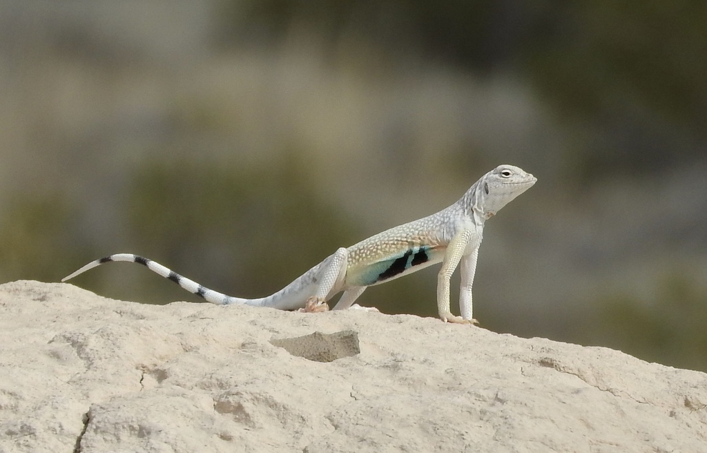 Mojave Zebra-tailed Lizard from Clark County, NV, USA on June 21, 2016 ...