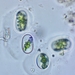 Genus Mesotaenium · iNaturalist