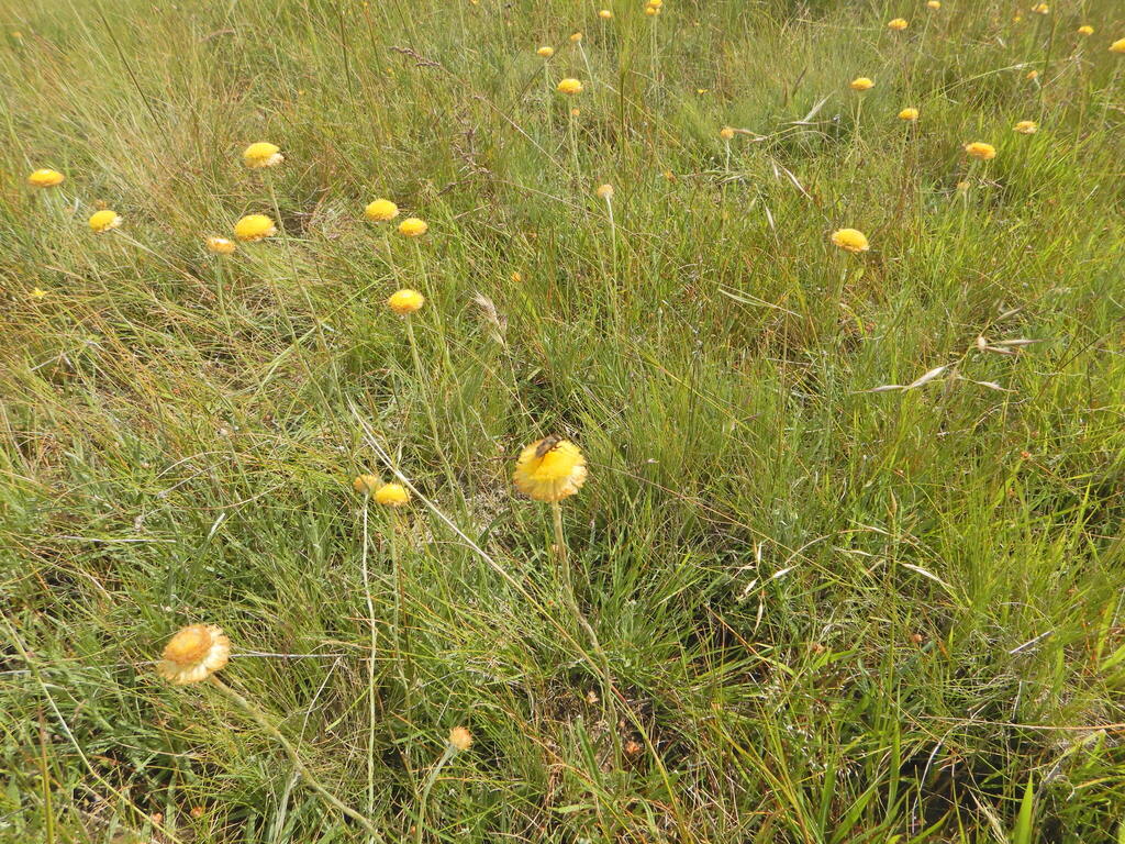 Pale Swamp Everlasting from Chepstowe VIC 3351, Australia, Native ...
