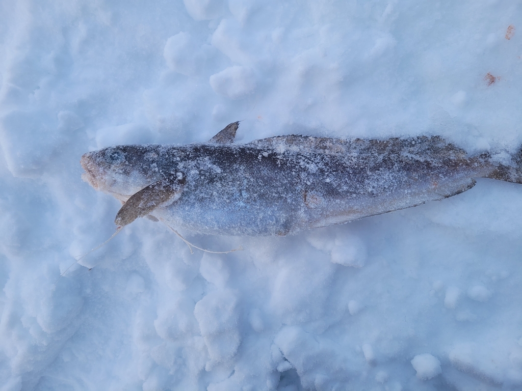 Urophycis from Rothesay, NB E2H 1A8, Canada on February 05, 2026 at 04: ...