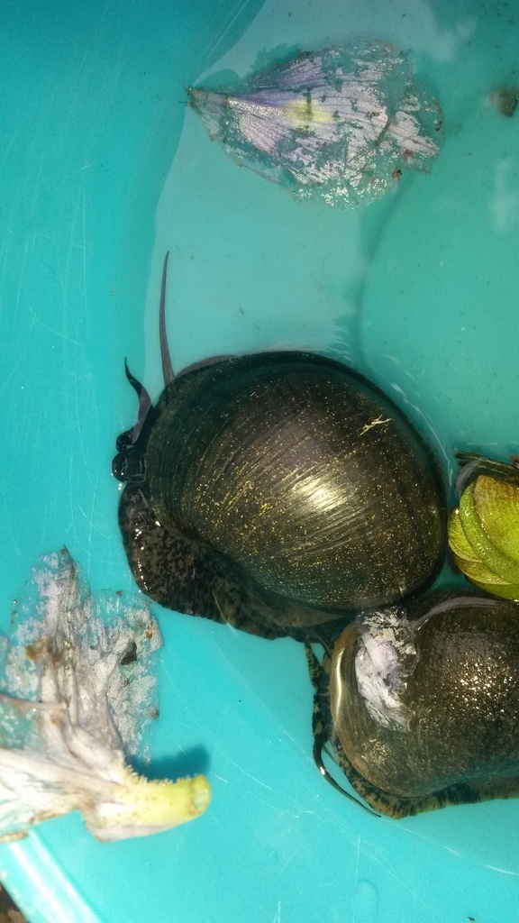 Pomacea catemacensis from Maxacapan, Ver., México on October 30, 2016 ...