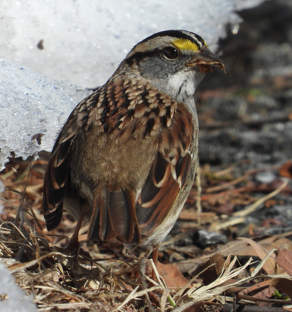 White-throated Sparrow from Riderwood Village, Gracefield Road, Silver ...