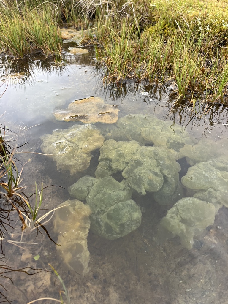 Mare's Eggs from South Island, Murchison, Tasman, NZ on February 6 ...