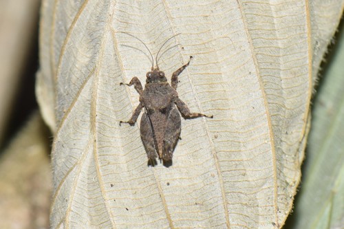 Genus Cotys · iNaturalist