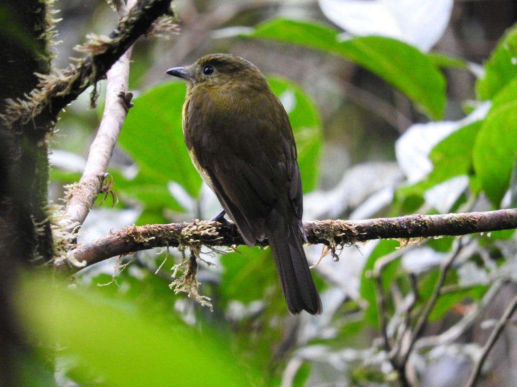 Olivaceous Piha (Birds of Peru - Aves del Perú) · iNaturalist